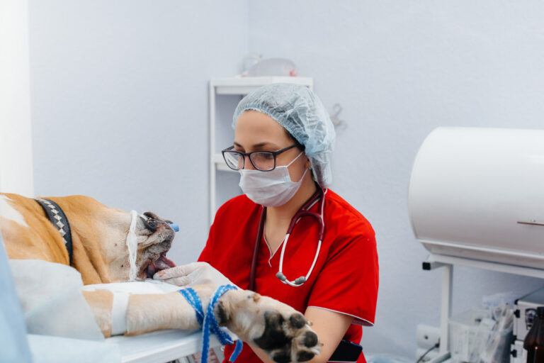 Becoming an RVT – RVT Career Navigator